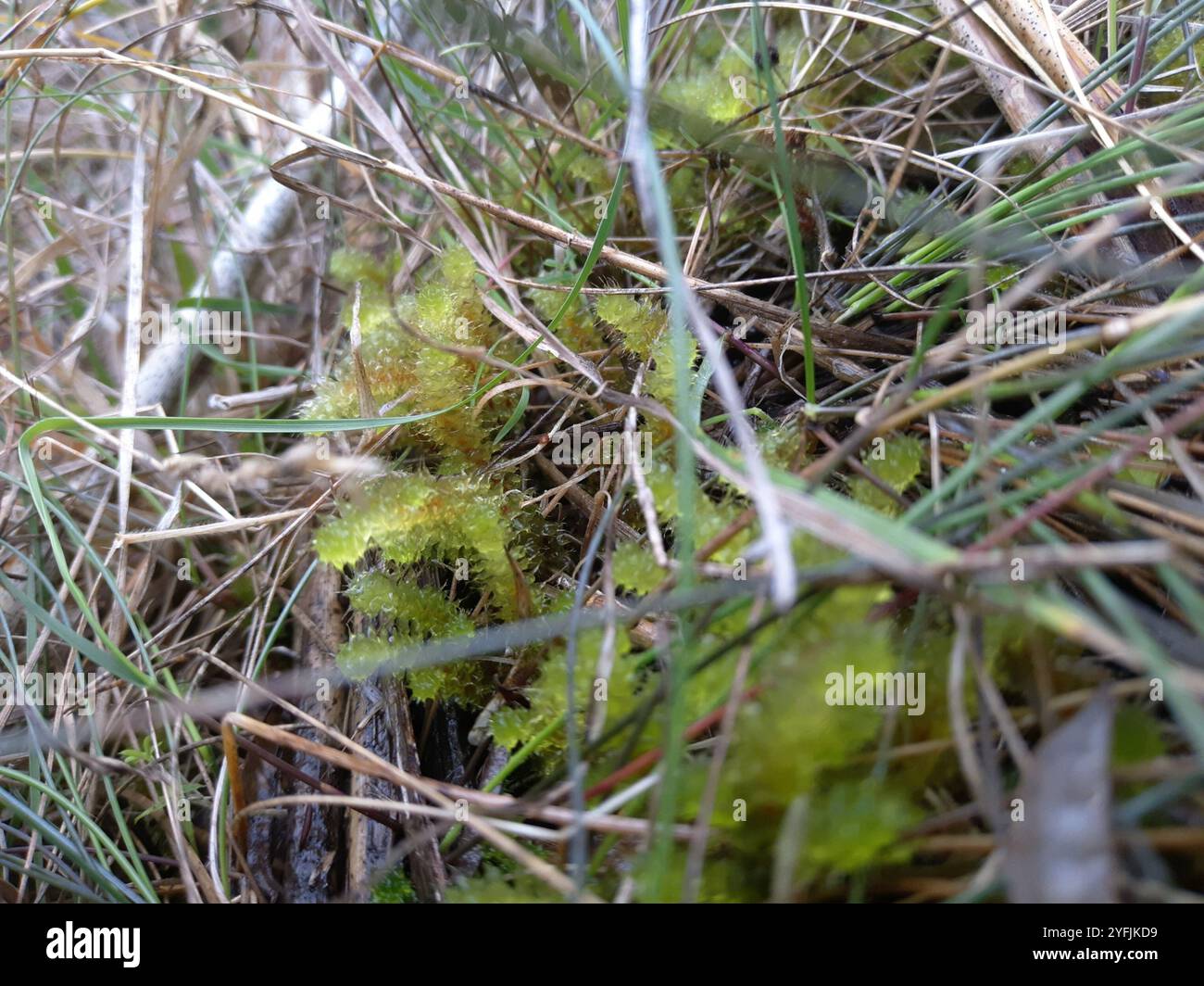 pipe-cleaner moss (Ptychomnion aciculare Stock Photo - Alamy