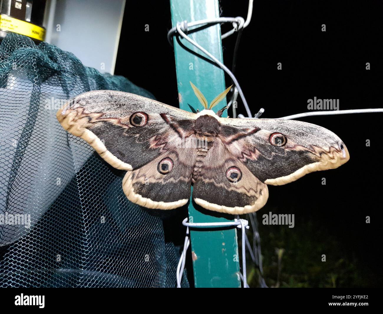 Giant Peacock Moth (Saturnia pyri Stock Photo - Alamy
