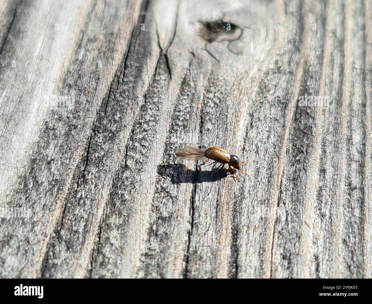 Trypodendron domesticum hi-res stock photography and images - Alamy