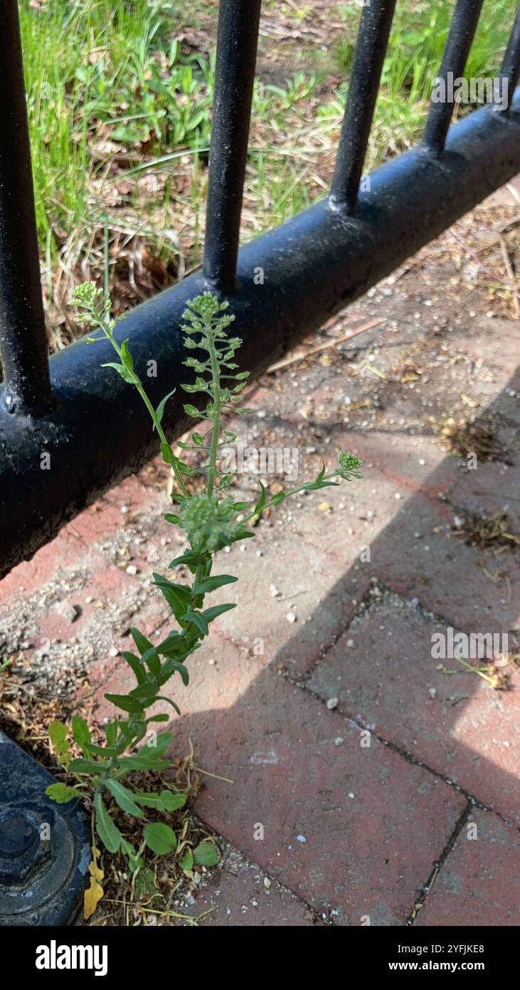 field peppergrass (Lepidium campestre Stock Photo - Alamy