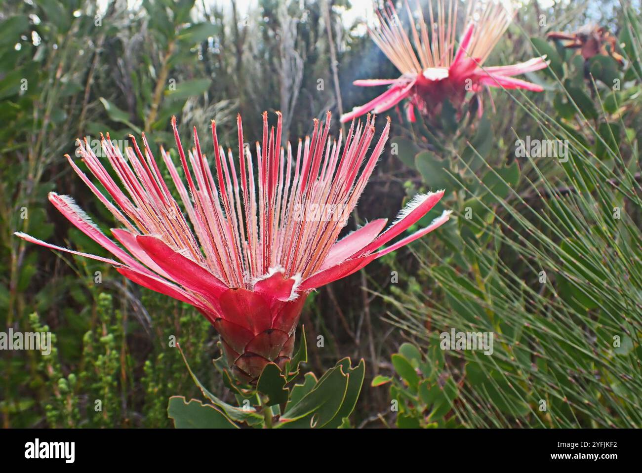 Common Shuttlecock Sugarbush (Protea aurea aurea Stock Photo - Alamy