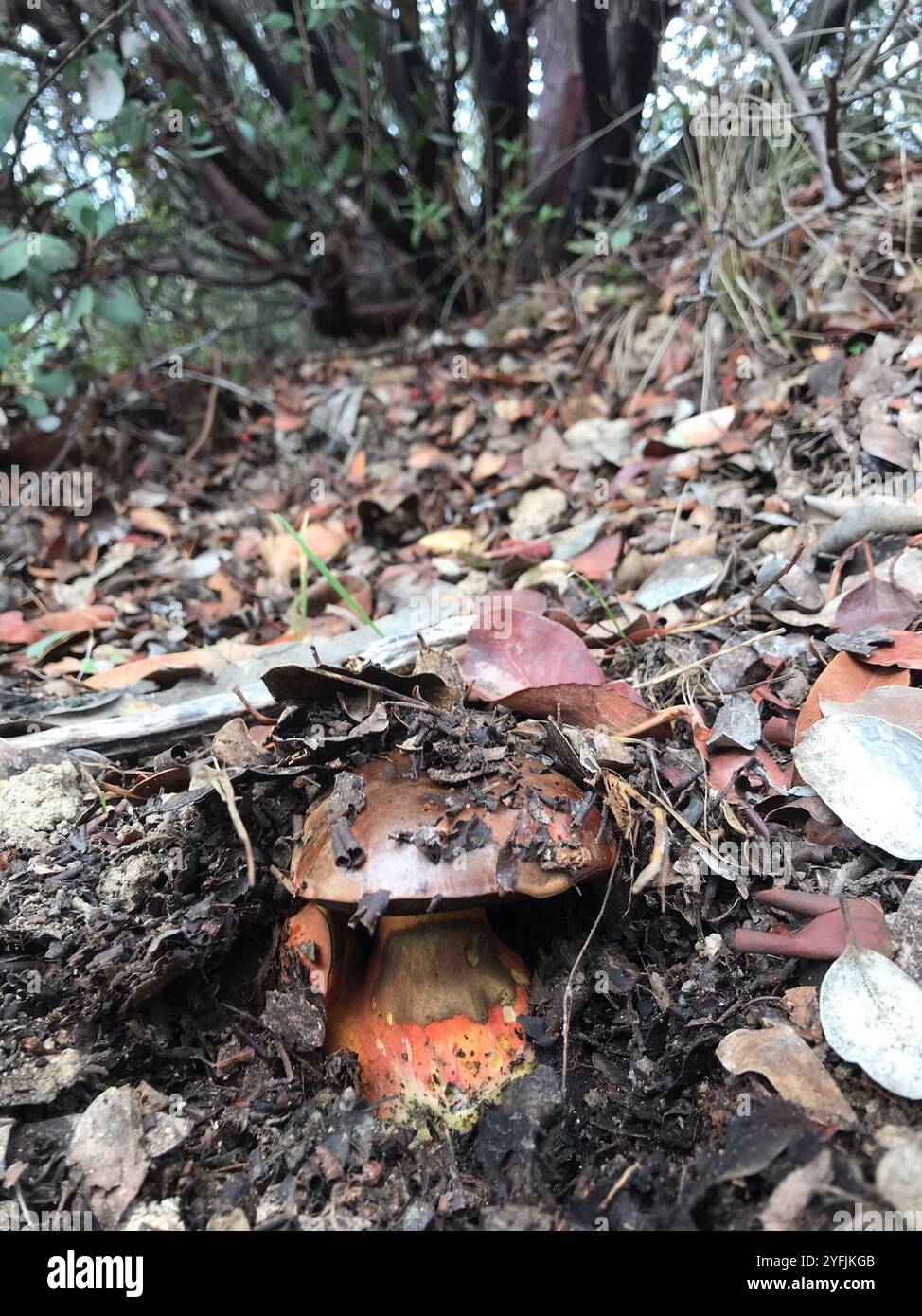 Liver bolete hi-res stock photography and images - Alamy