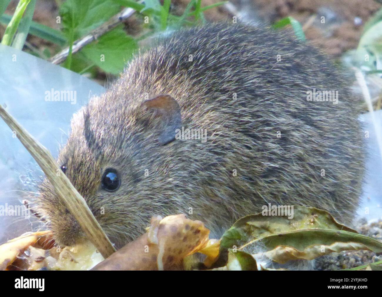 Hispid Cotton Rat (Sigmodon hispidus Stock Photo - Alamy