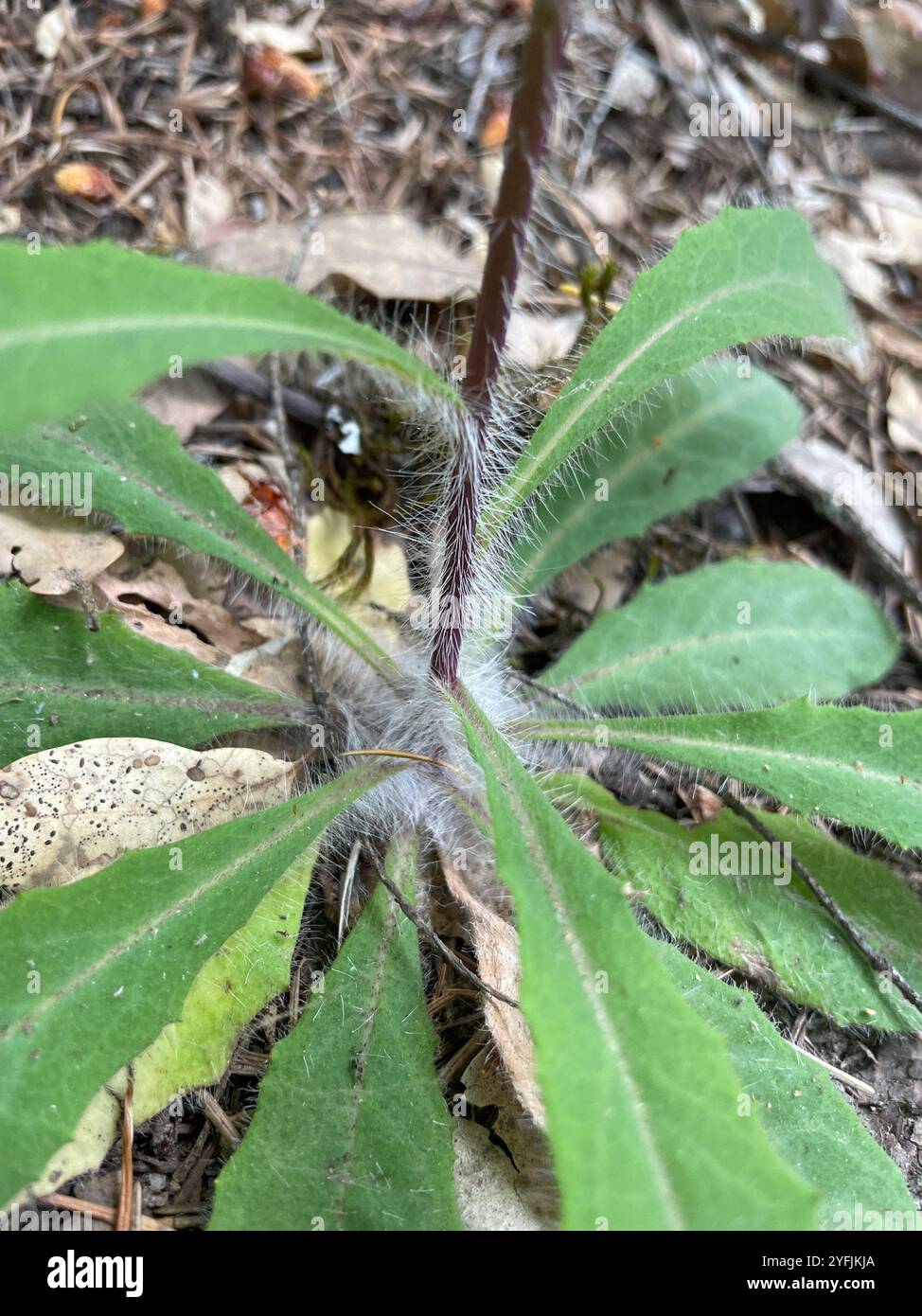white hawkweed (Hieracium albiflorum Stock Photo - Alamy