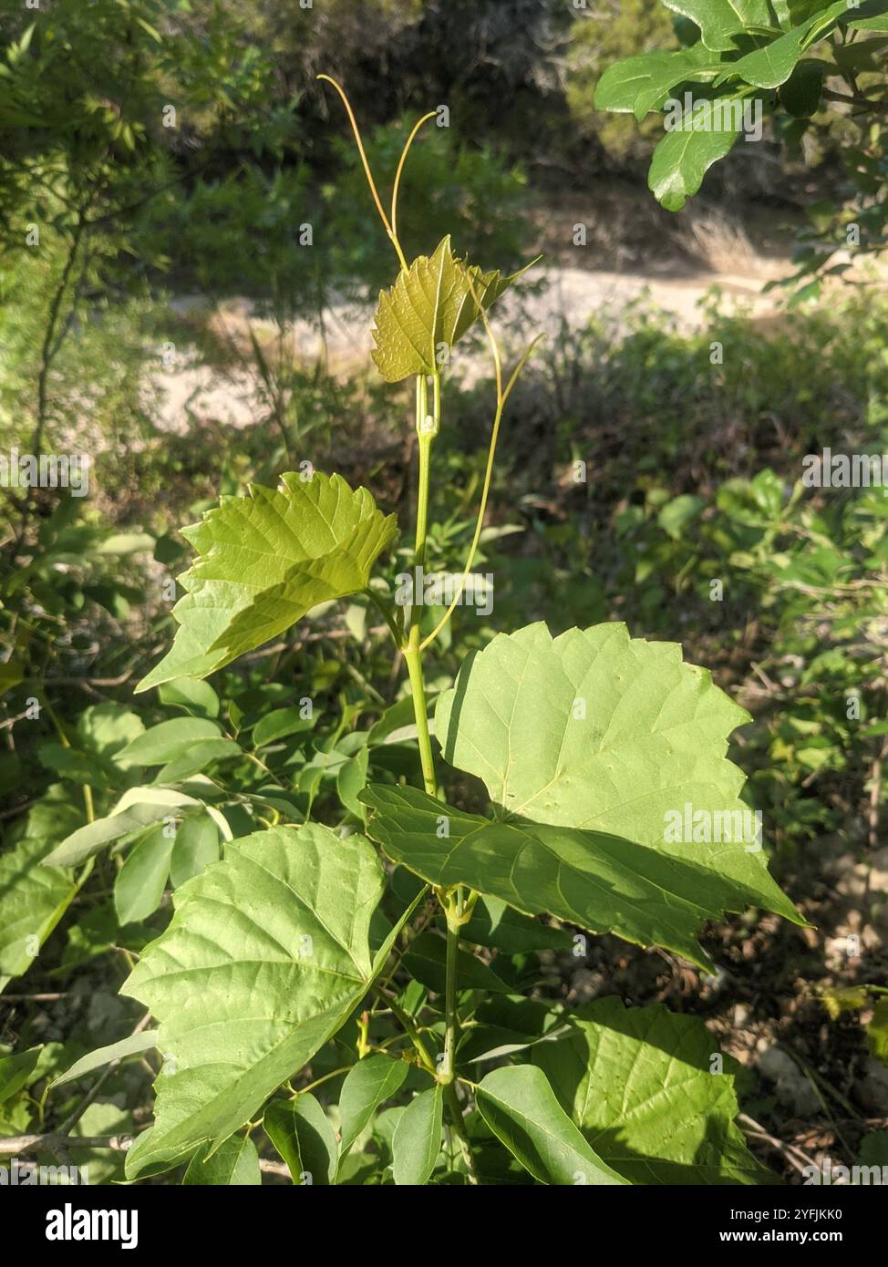sand grape (Vitis rupestris Stock Photo - Alamy