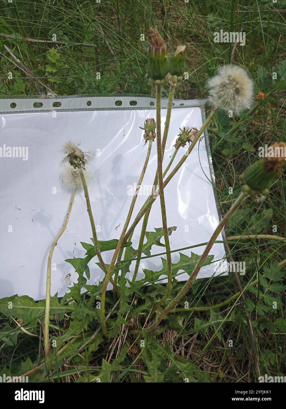 common dandelion (Taraxacum officinale Stock Photo - Alamy
