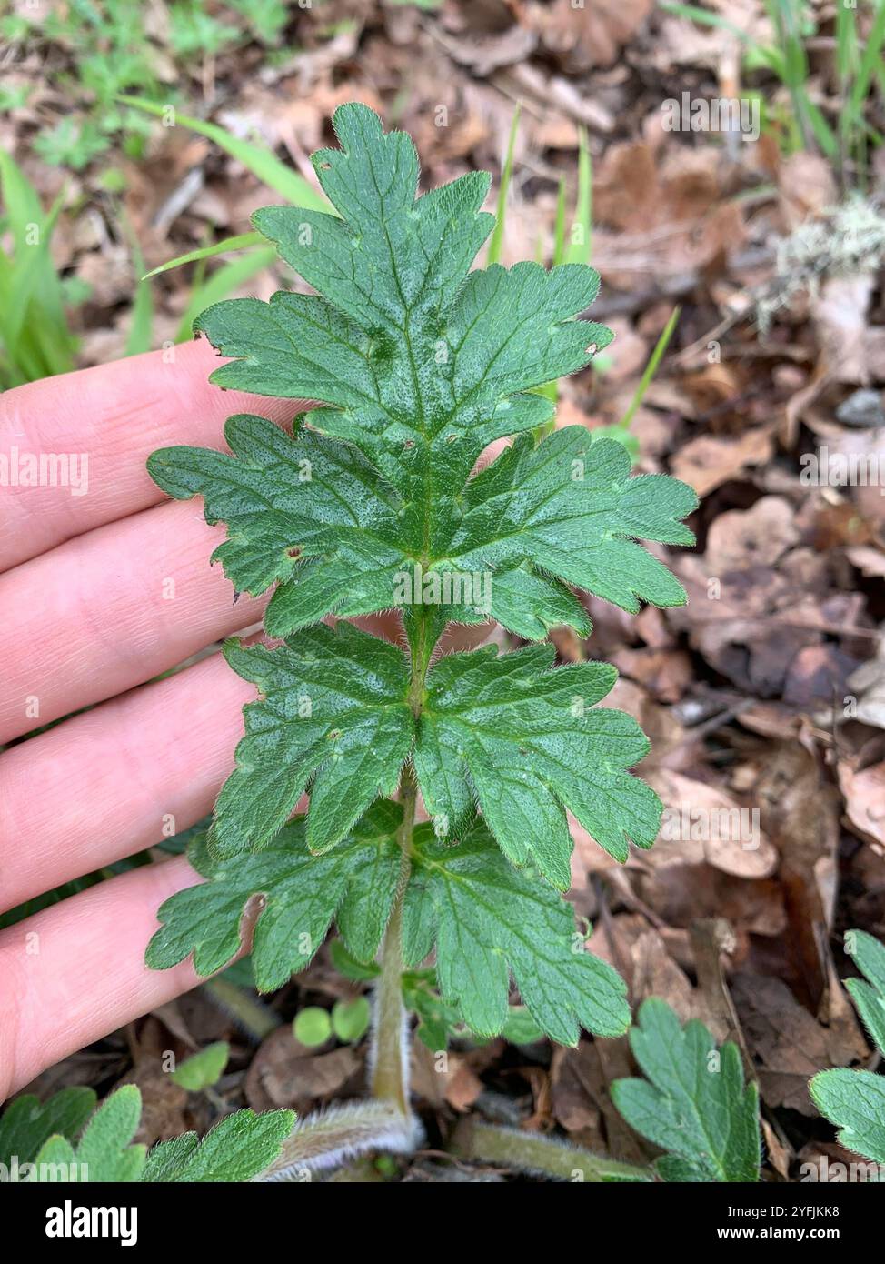 western waterleaf (Hydrophyllum occidentale Stock Photo - Alamy