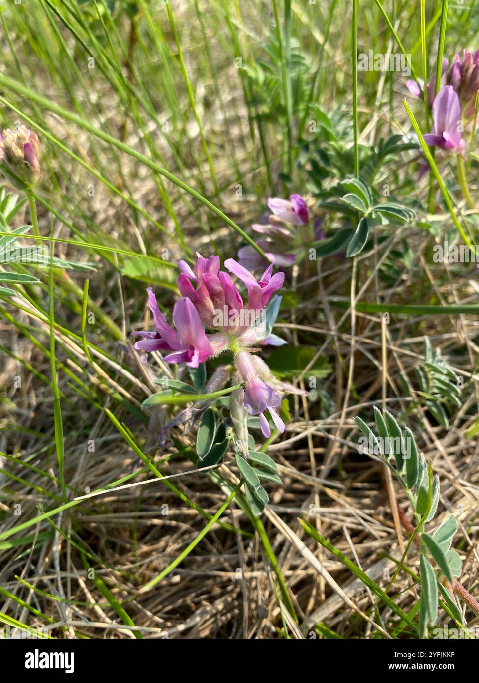 Ground-plum (Astragalus crassicarpus Stock Photo - Alamy