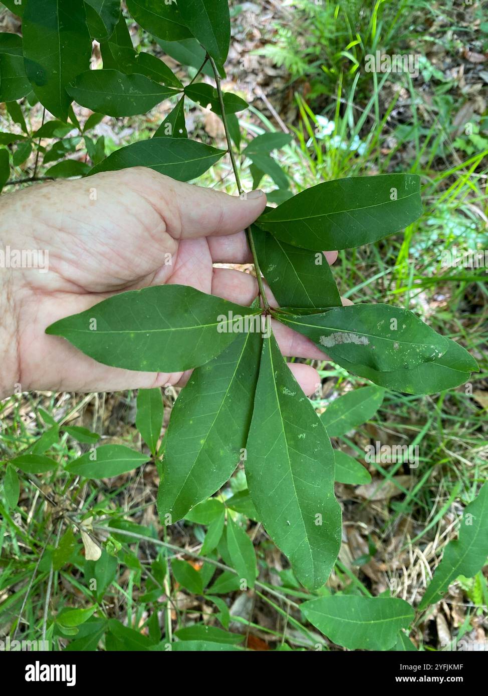 swamp laurel oak (Quercus laurifolia Stock Photo - Alamy