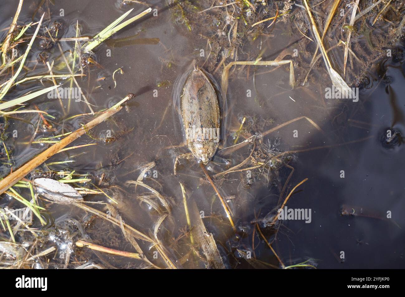 American Giant Water Bug (Lethocerus americanus Stock Photo - Alamy