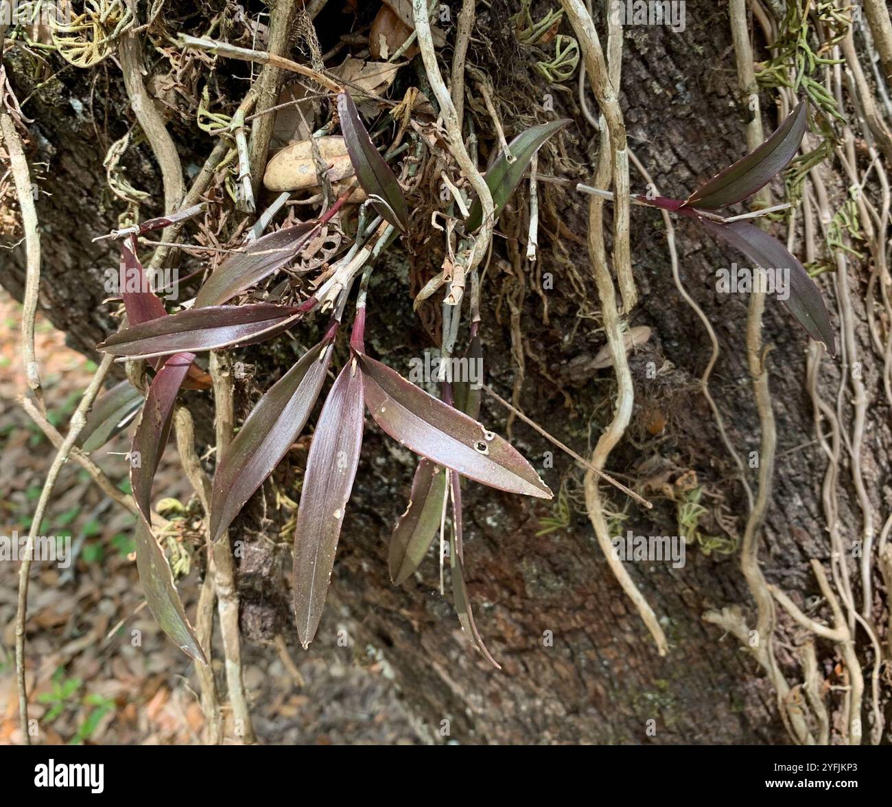 Greenfly Orchid (Epidendrum conopseum Stock Photo - Alamy