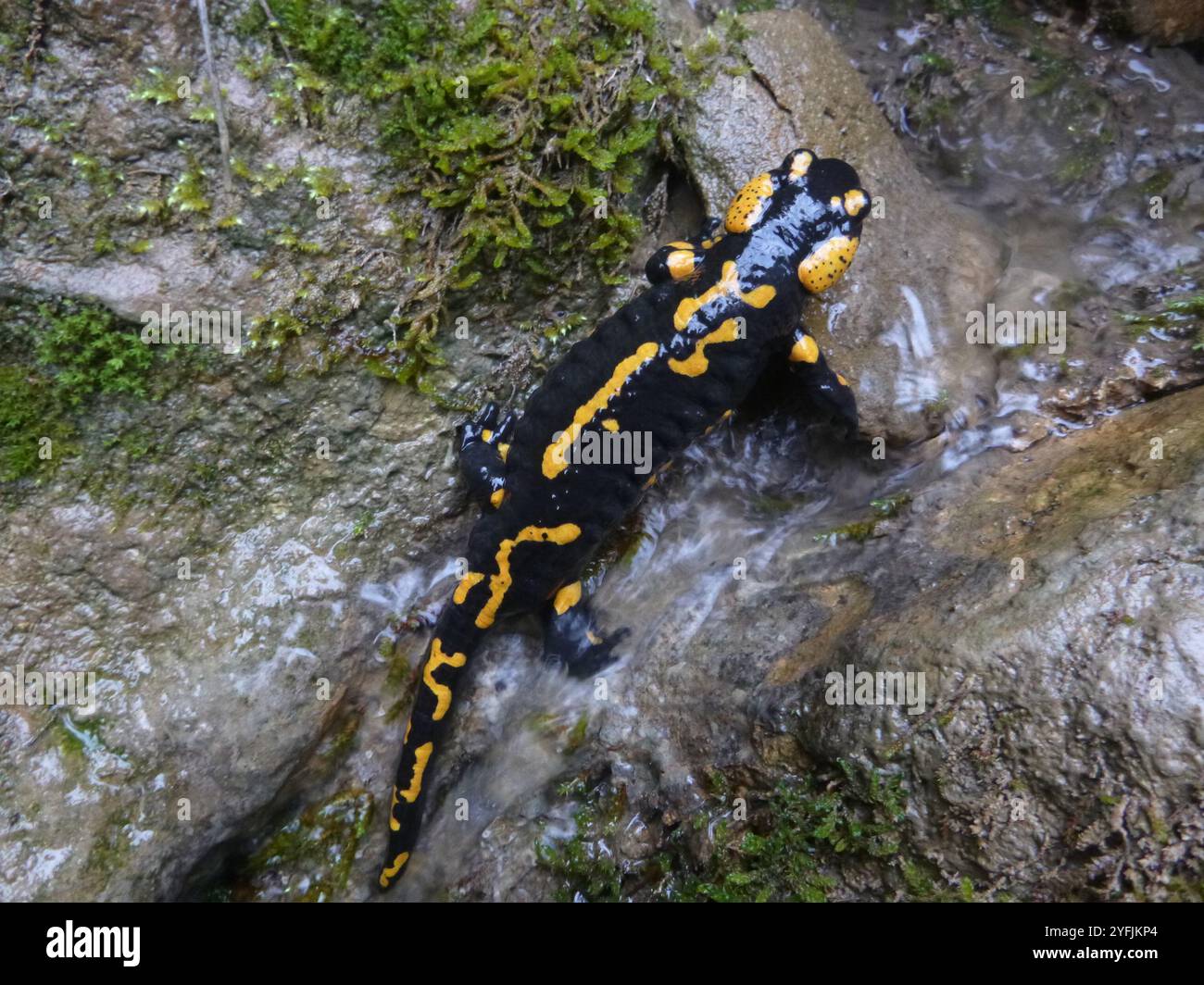 Fire Salamander (Salamandra salamandra Stock Photo - Alamy