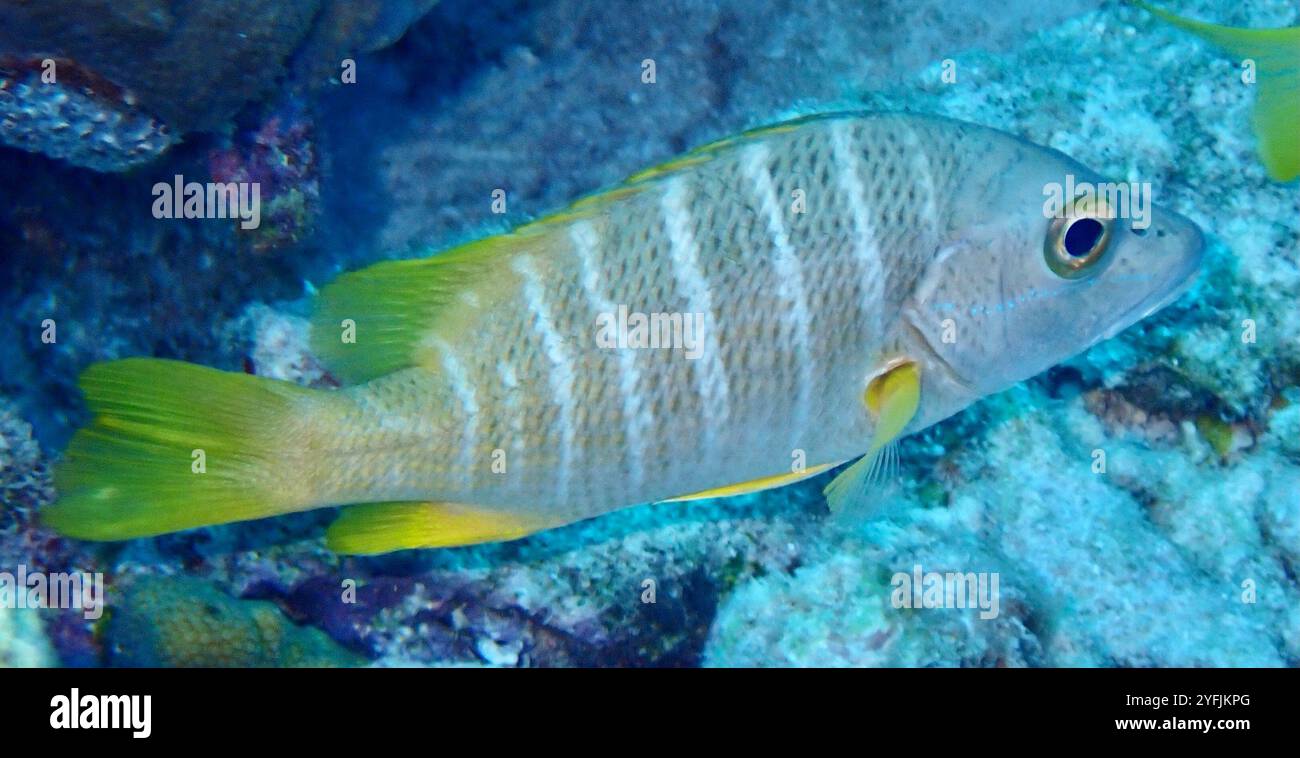 Schoolmaster Snapper (Lutjanus apodus Stock Photo - Alamy