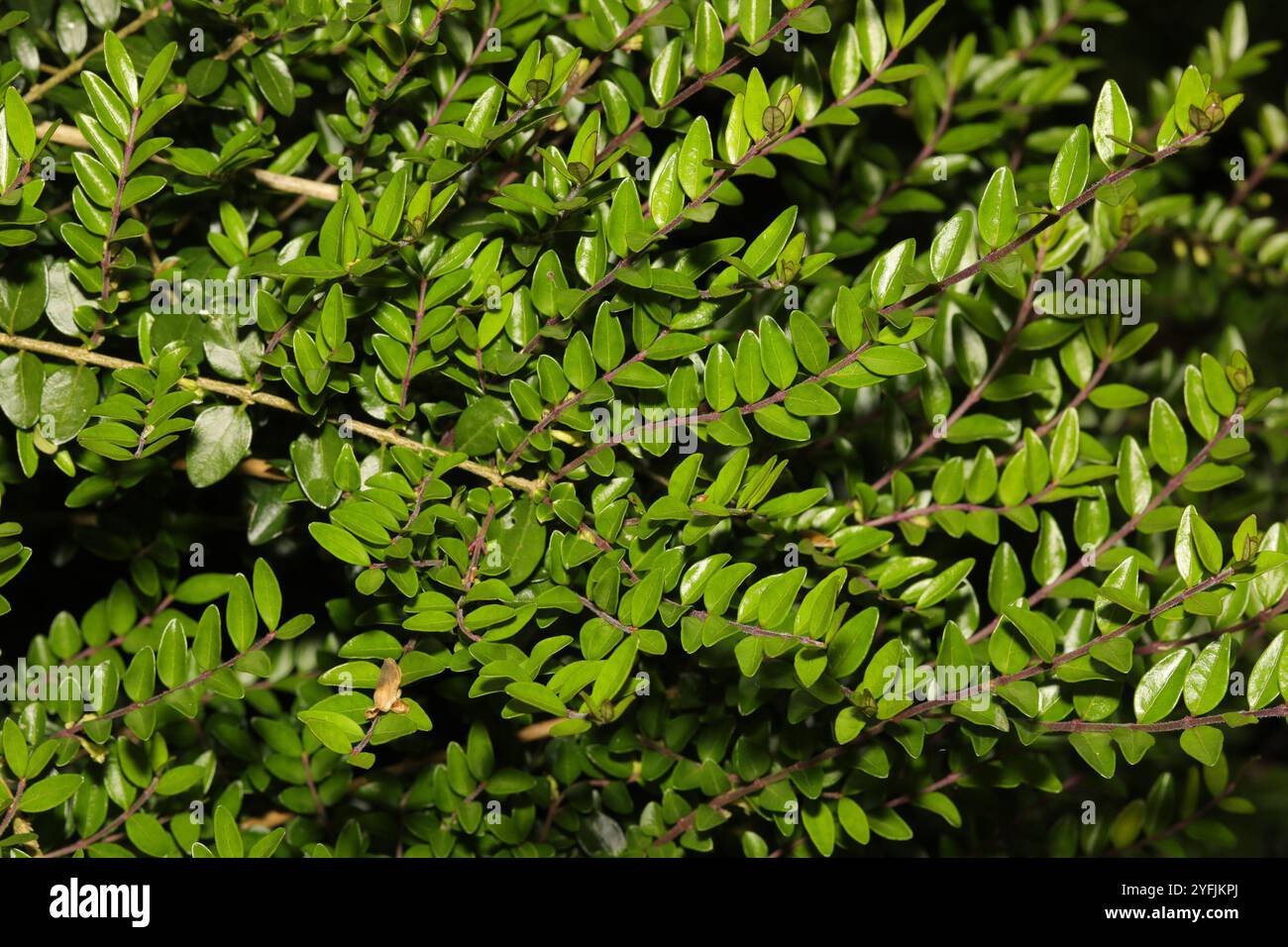 Boxleaf Honeysuckle (Lonicera ligustrina Stock Photo - Alamy