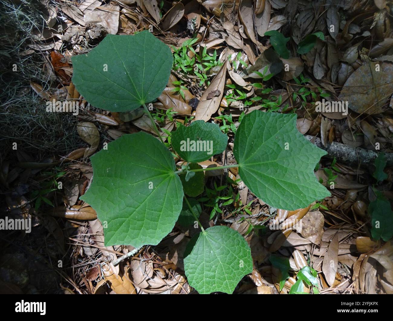 Caesar weed (Urena lobata Stock Photo - Alamy