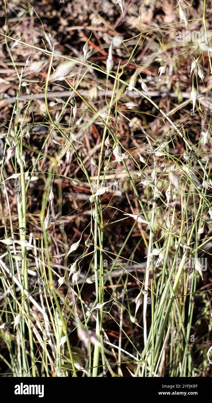 Sand Ricegrass (Eriocoma hymenoides Stock Photo - Alamy