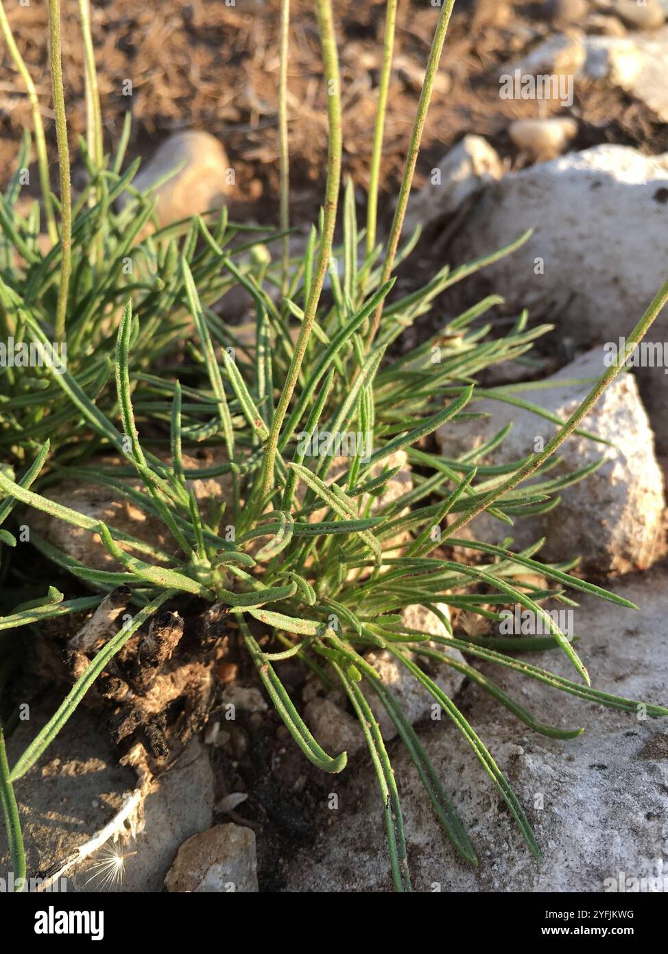 Stemmy Four-nerved Daisy (Tetraneuris scaposa Stock Photo - Alamy