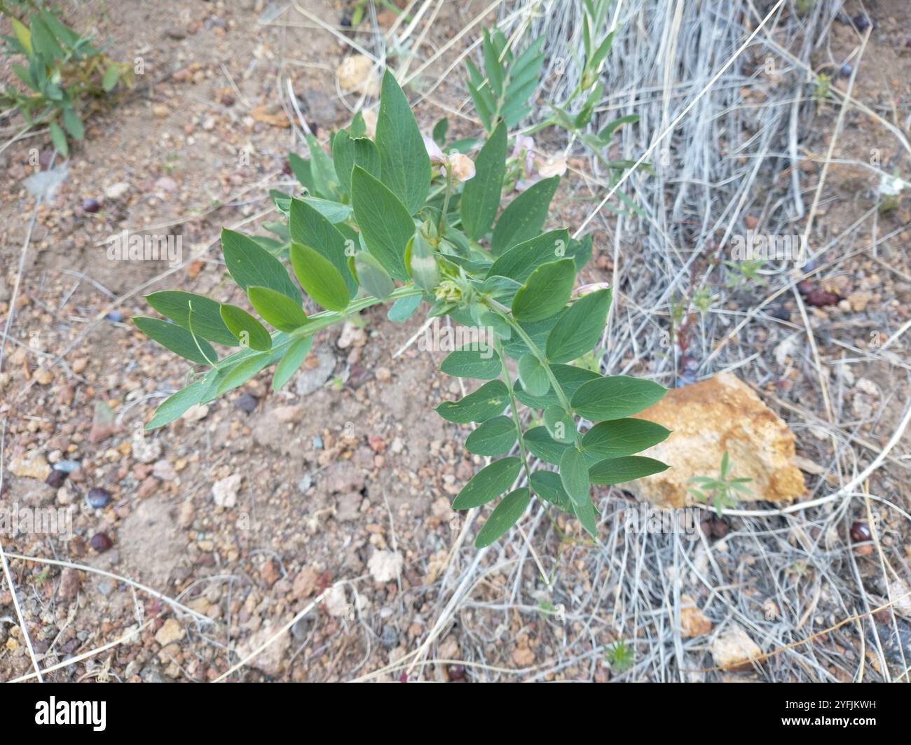 Sierra Nevada Peavine (Lathyrus nevadensis Stock Photo - Alamy