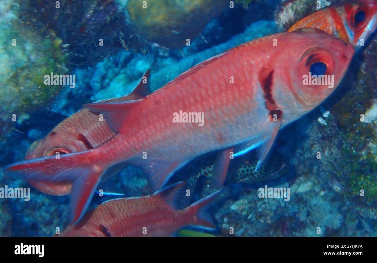 Blackbar Soldierfish (Myripristis jacobus Stock Photo - Alamy