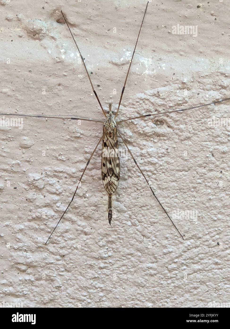 Common Crane Flies (Tipula Stock Photo - Alamy
