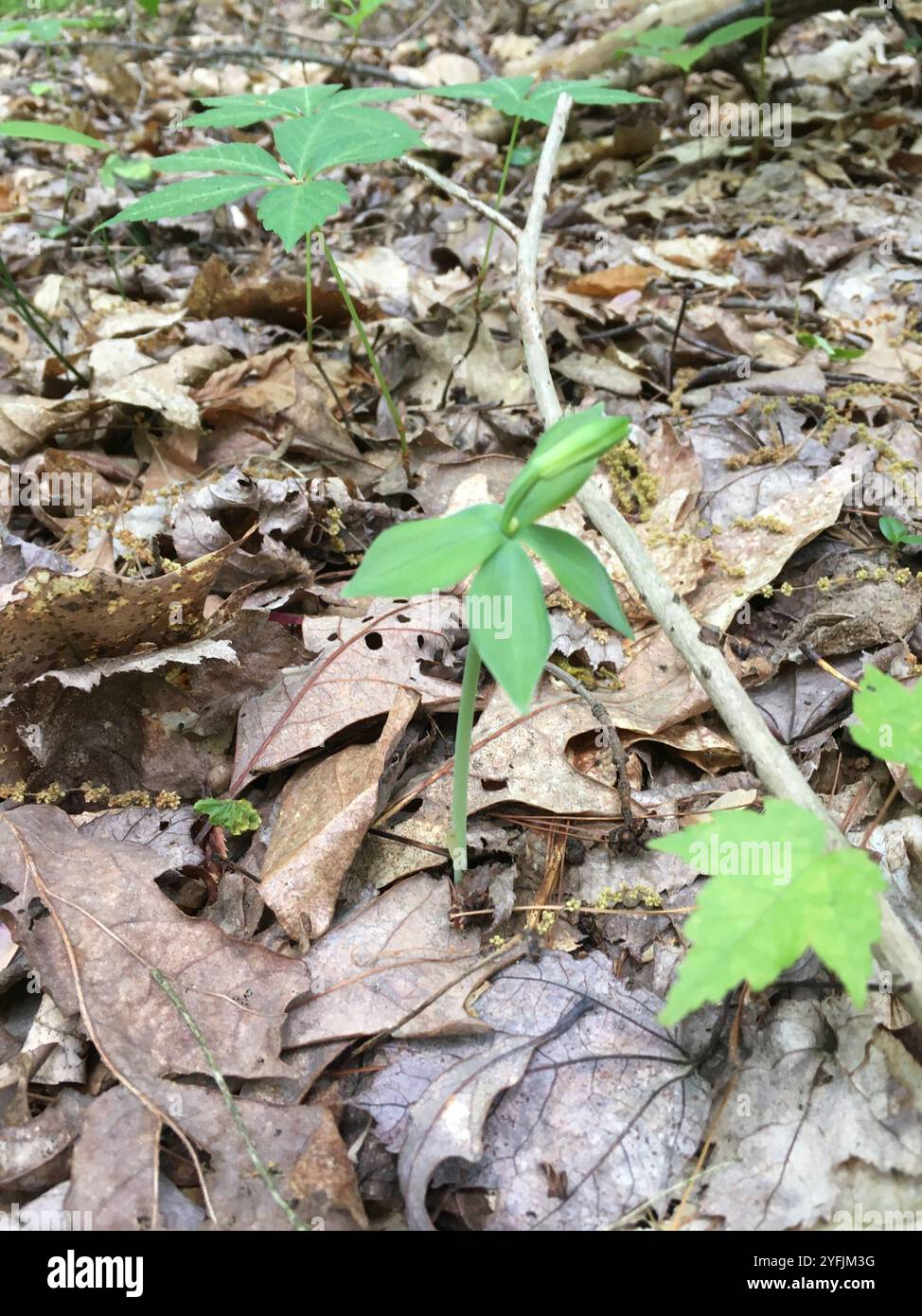 Small Whorled Pogonia (Isotria medeoloides Stock Photo - Alamy