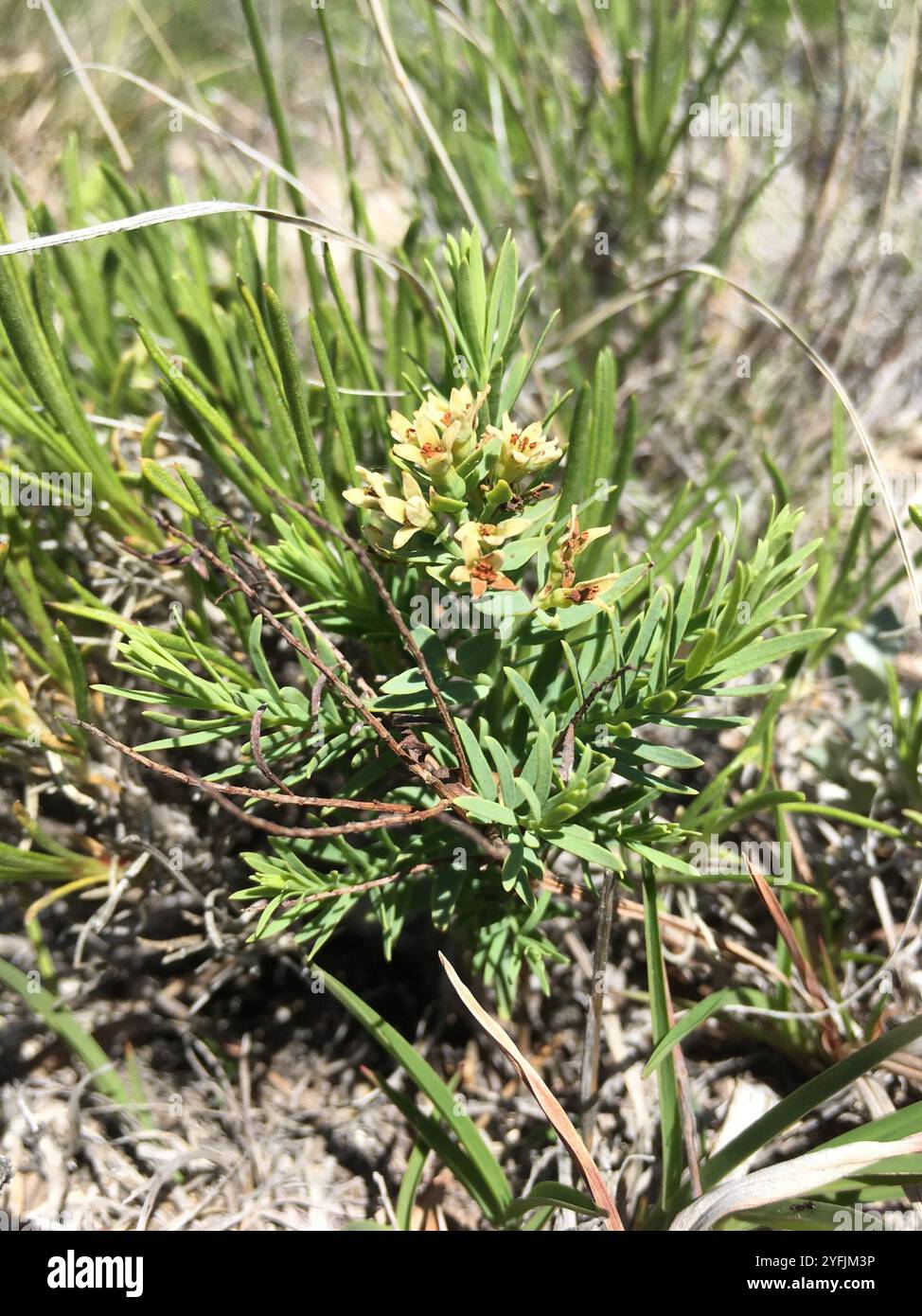 bastard toadflax (Comandra umbellata Stock Photo - Alamy