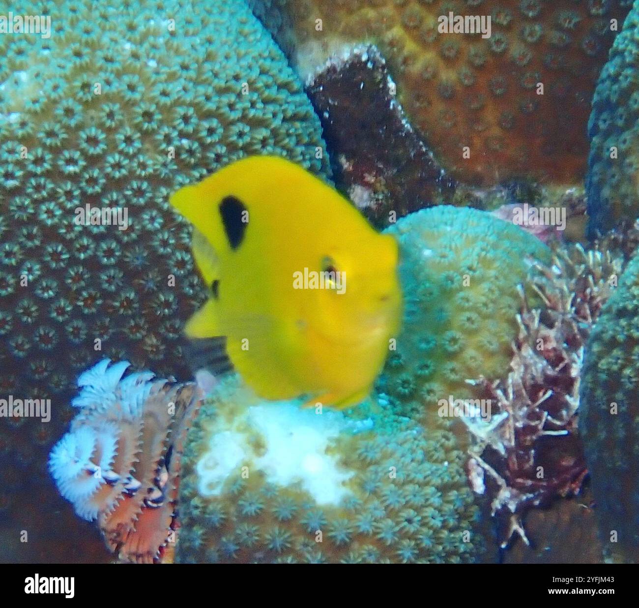 Threespot Damselfish (Stegastes planifrons Stock Photo - Alamy