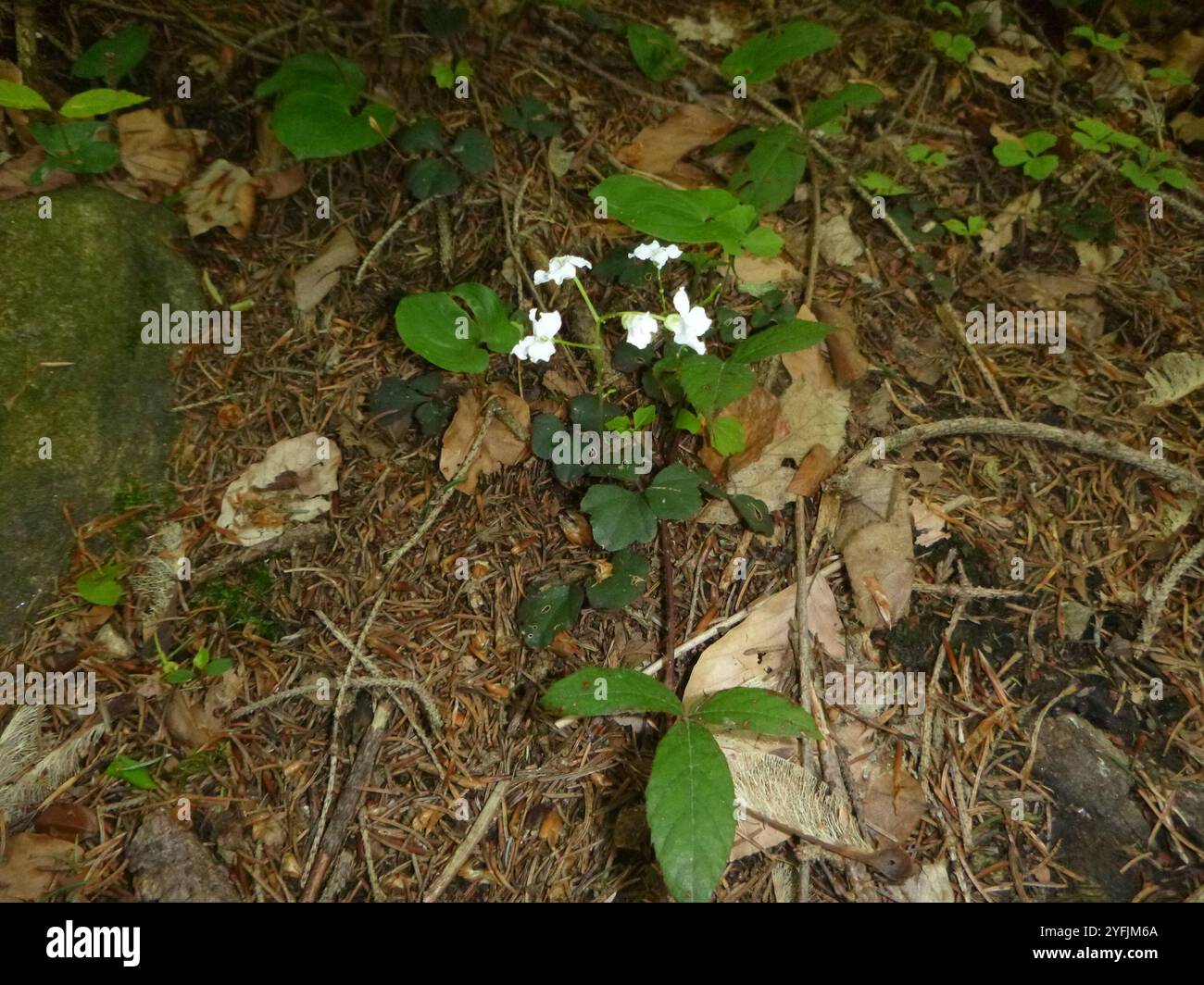 Trefoil Cress (Cardamine trifolia Stock Photo - Alamy