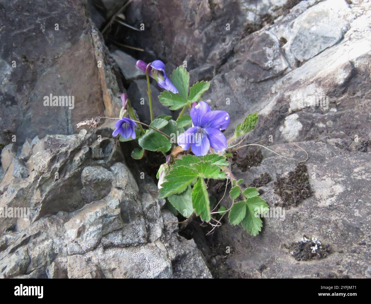 hookedspur violet (Viola adunca Stock Photo - Alamy