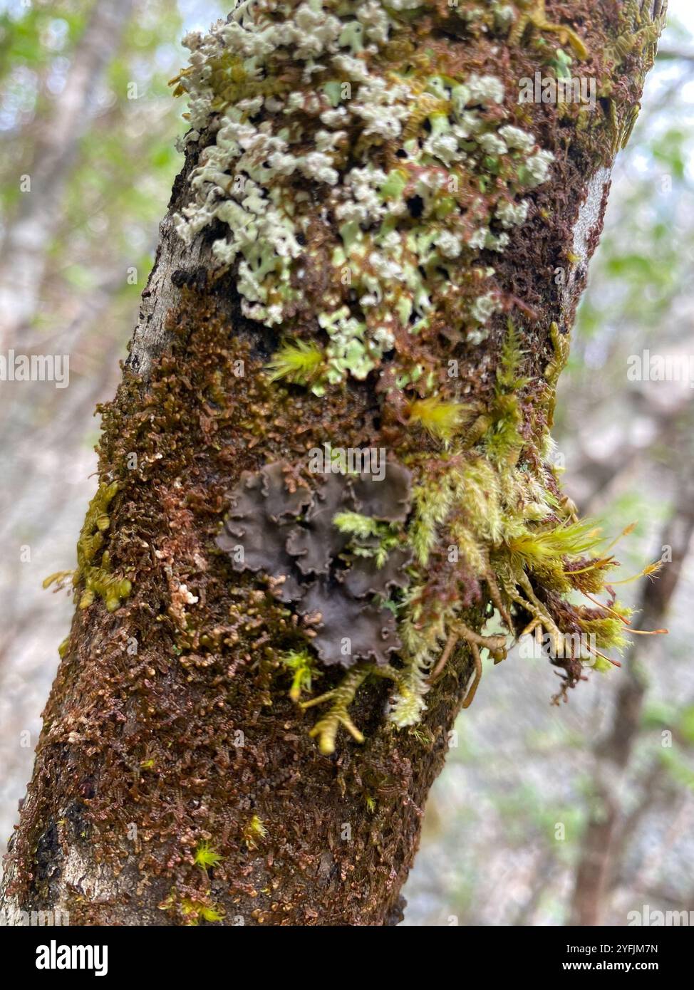 tree pelt lichen (Peltigera collina Stock Photo - Alamy