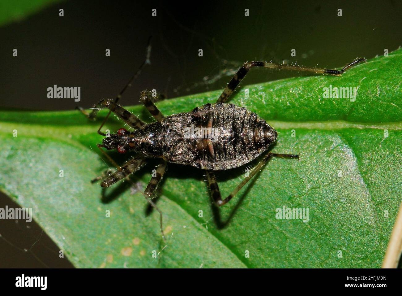 Tree Damsel Bug (Himacerus apterus Stock Photo - Alamy