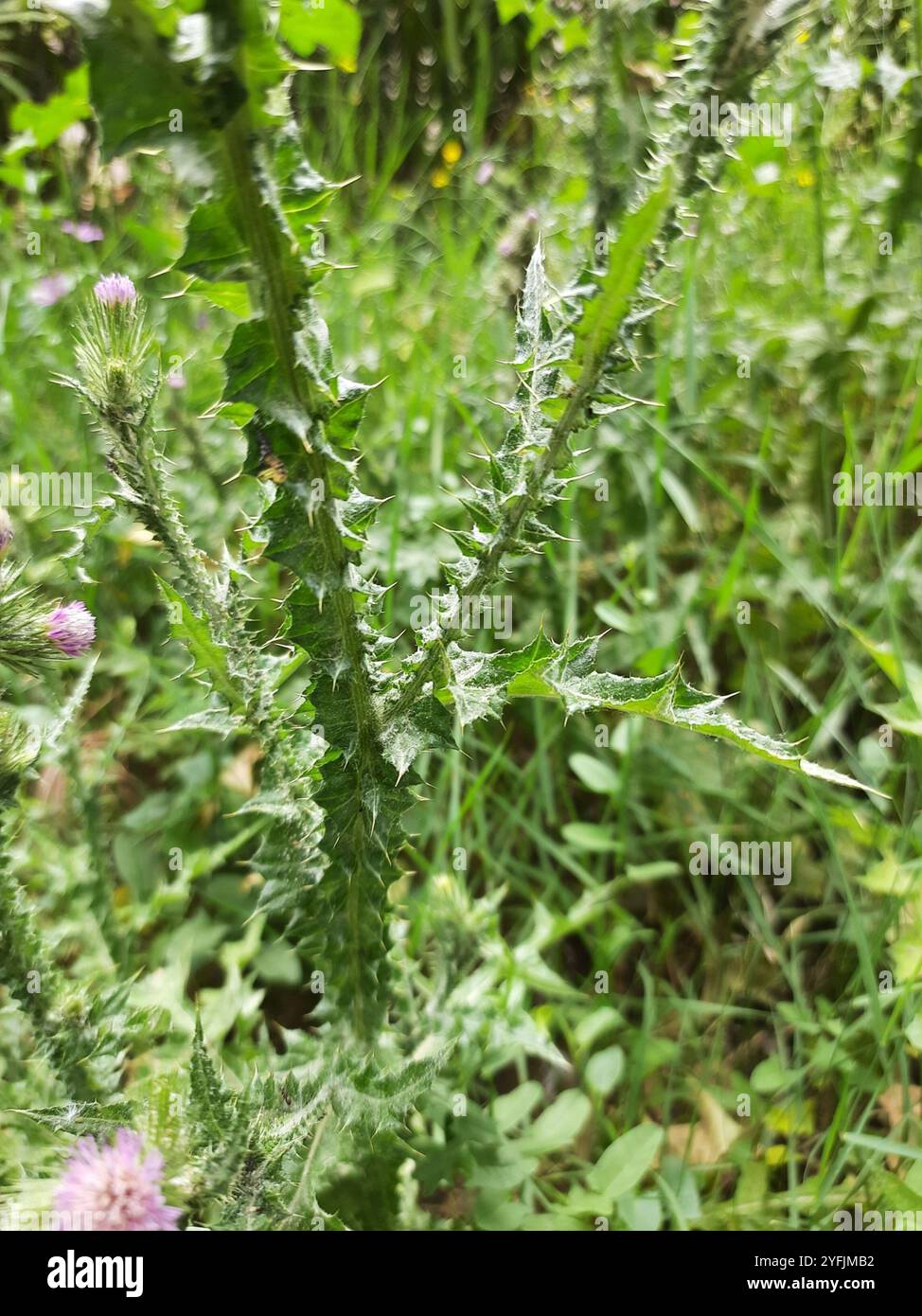 Italian thistle (Carduus pycnocephalus Stock Photo - Alamy