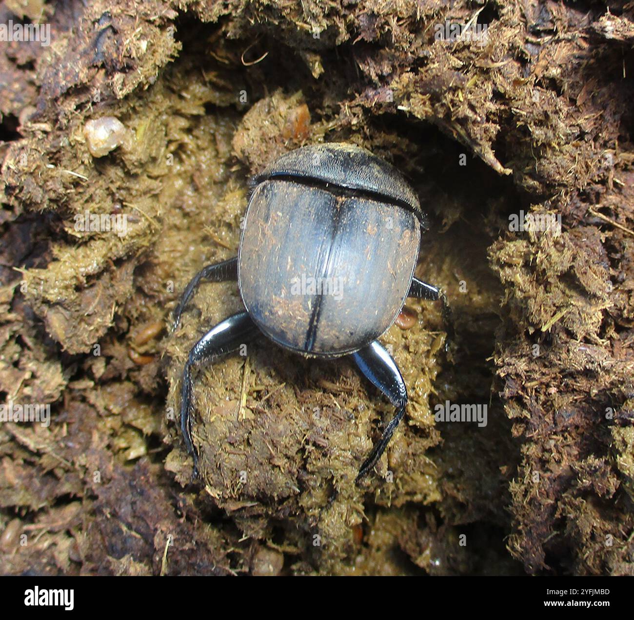 Diurnal Copper Dung Beetle (Kheper nigroaeneus Stock Photo - Alamy