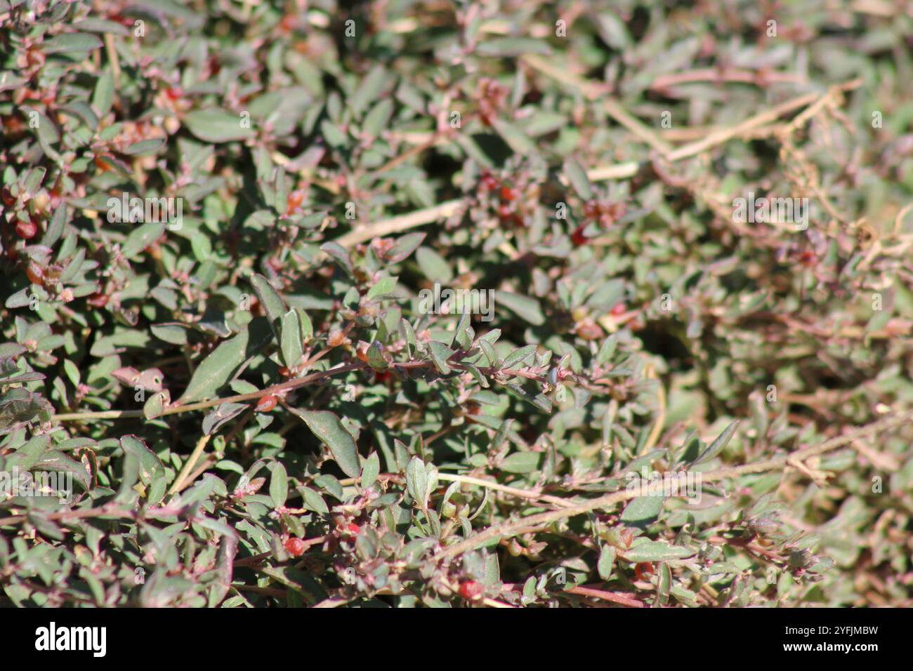 berry saltbush (Atriplex semibaccata Stock Photo - Alamy