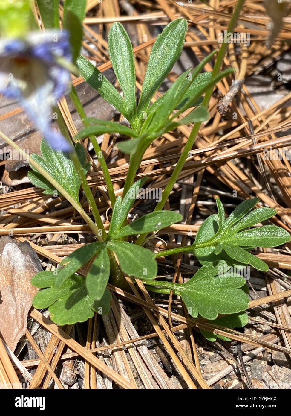bird's foot violet (Viola pedata Stock Photo - Alamy