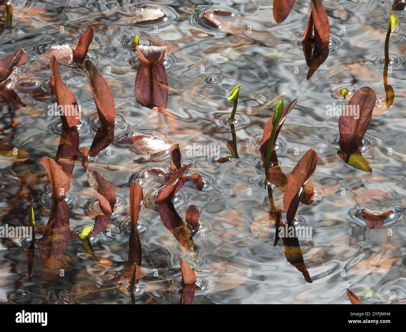 floating-leaved pondweed (Potamogeton natans Stock Photo - Alamy