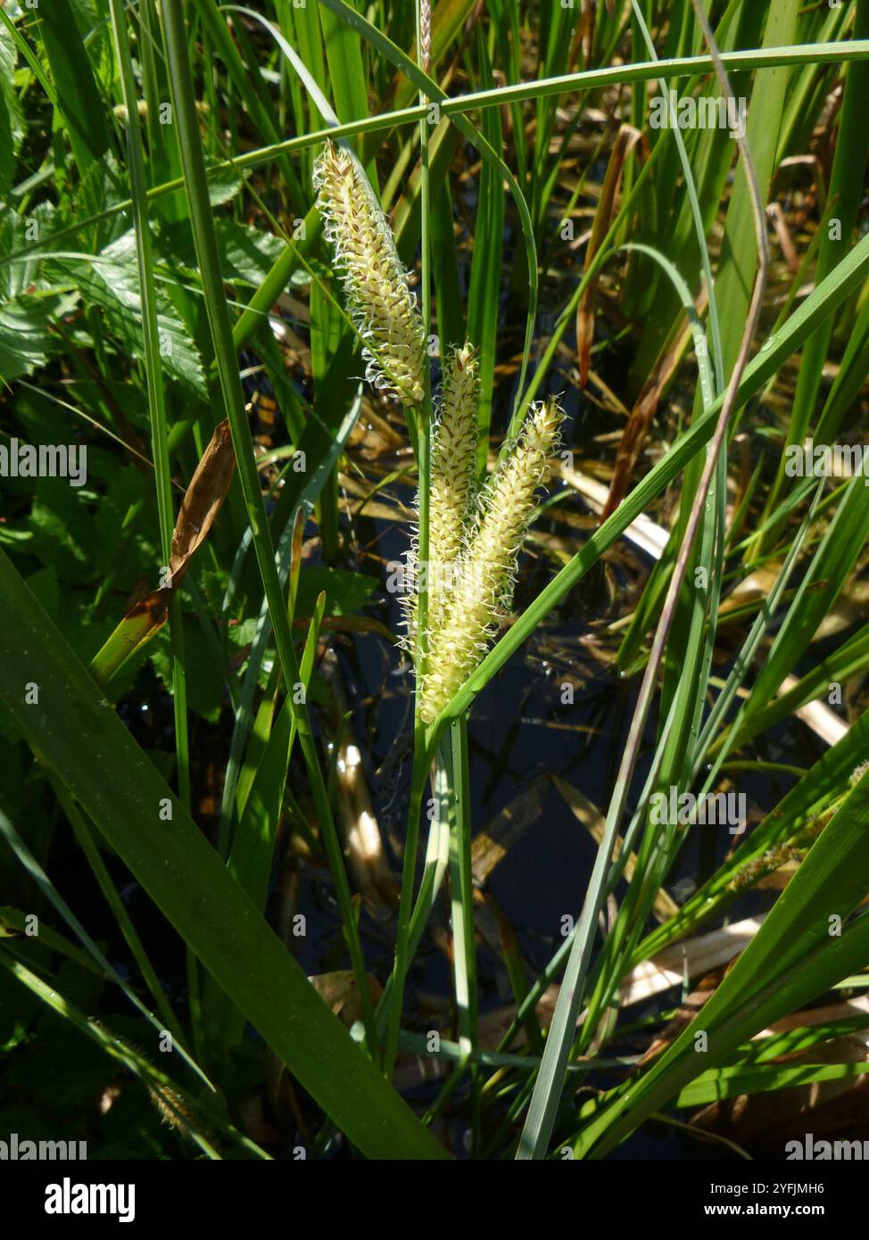 beaked sedge (Carex rostrata Stock Photo - Alamy