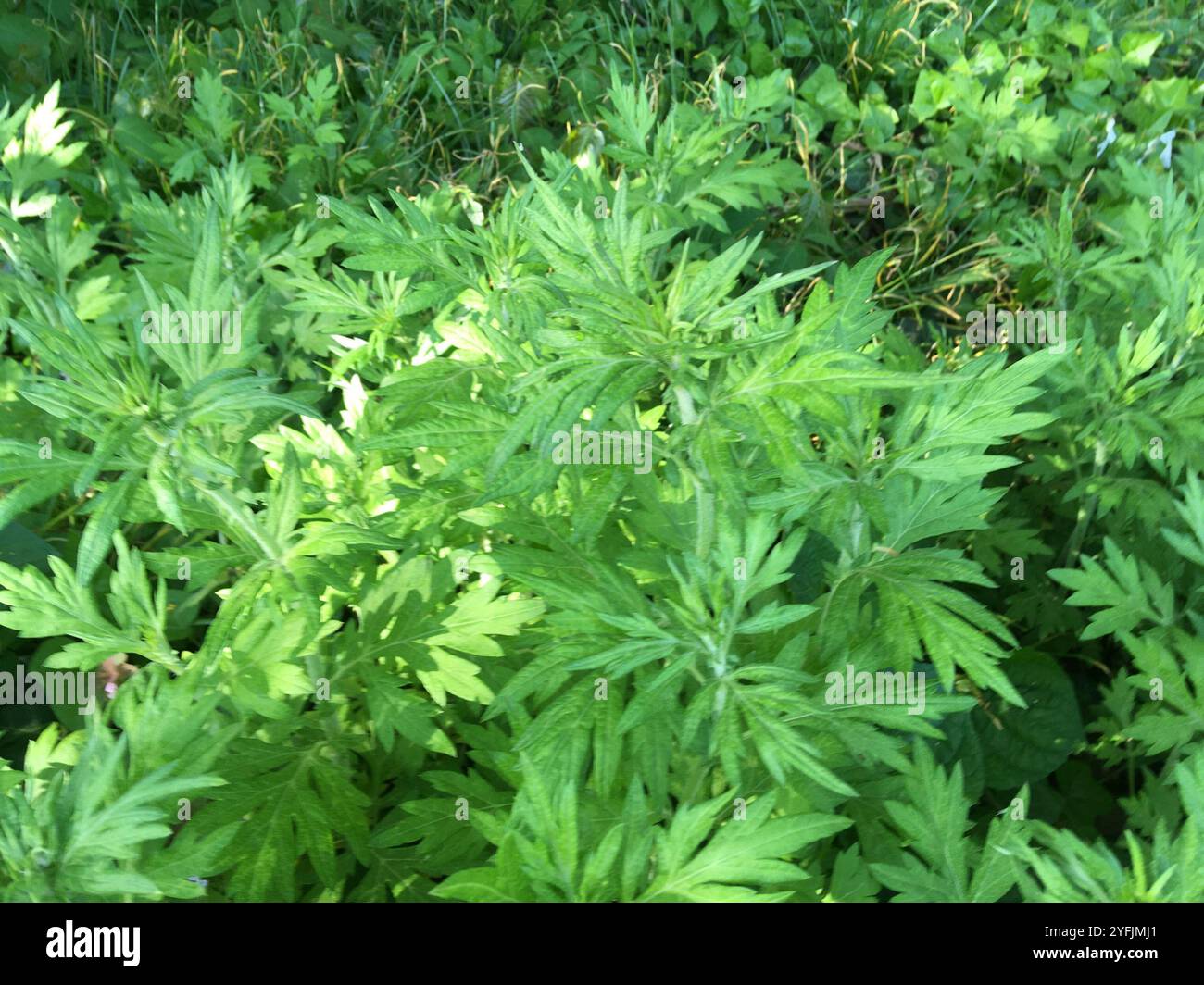 common mugwort (Artemisia vulgaris Stock Photo - Alamy