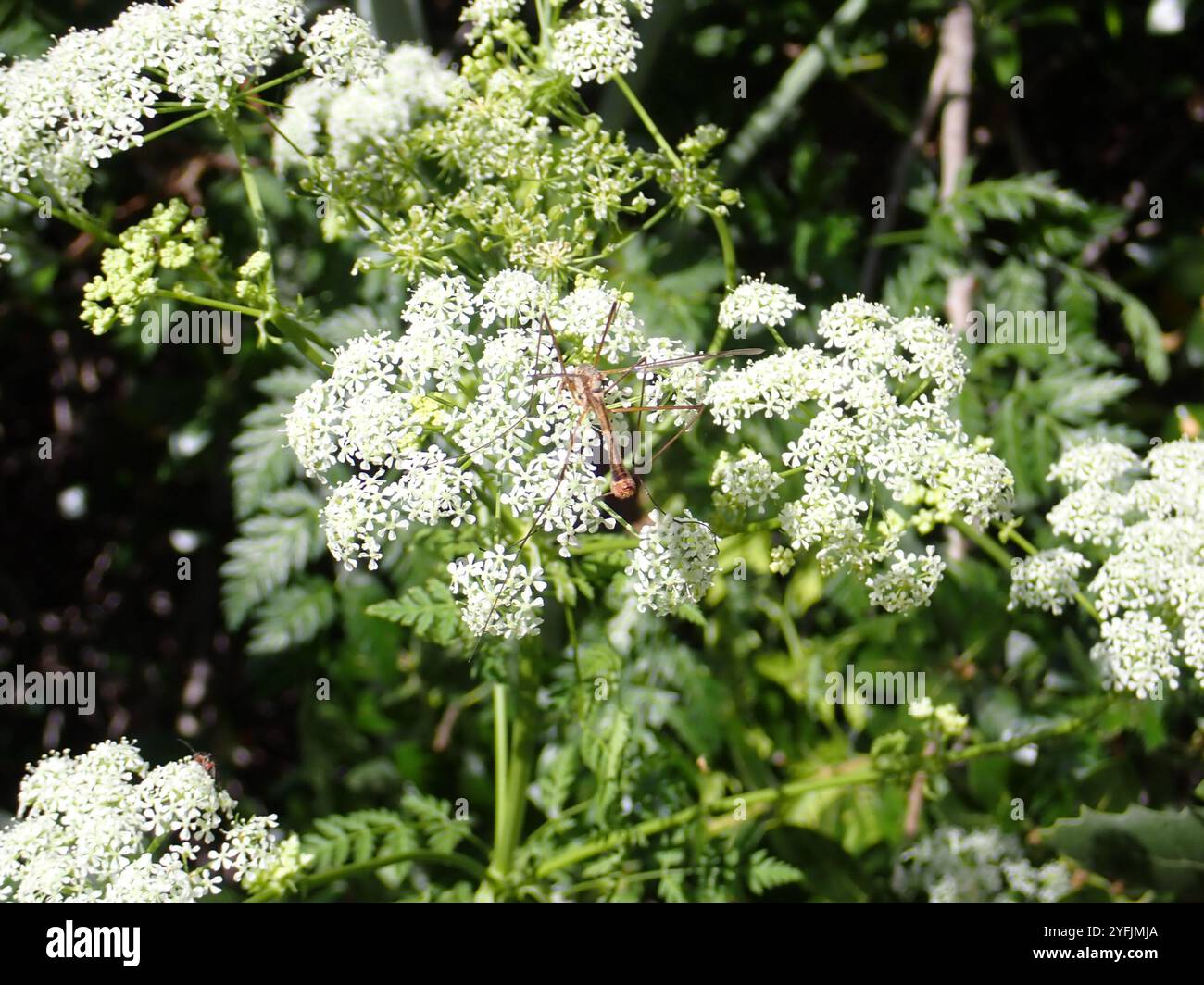 poison hemlock (Conium maculatum Stock Photo - Alamy