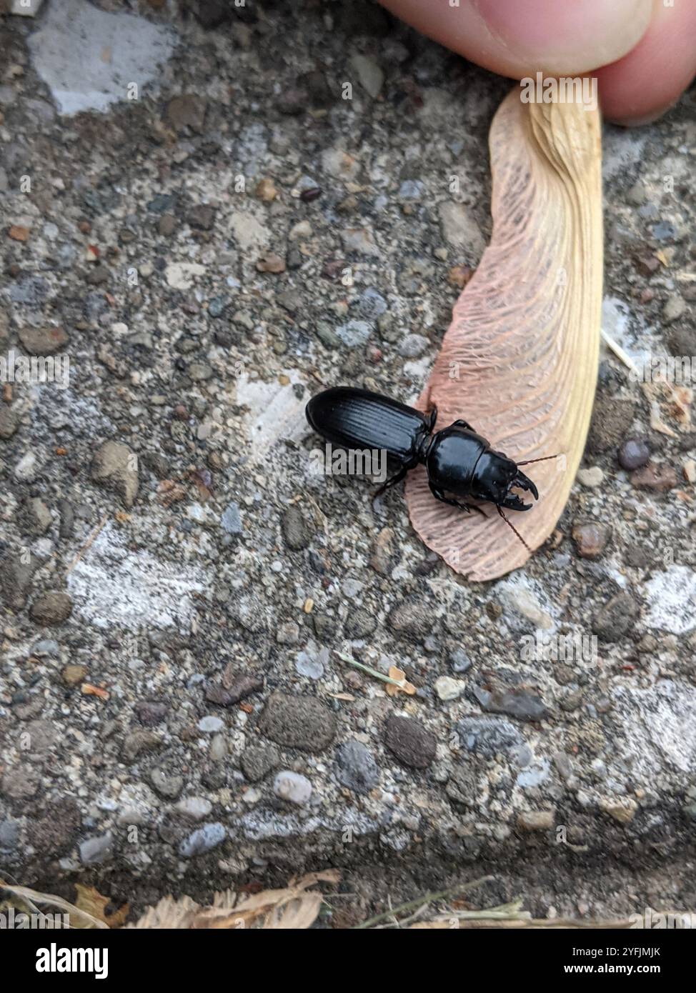 Big-headed Ground Beetle (Scarites subterraneus Stock Photo - Alamy