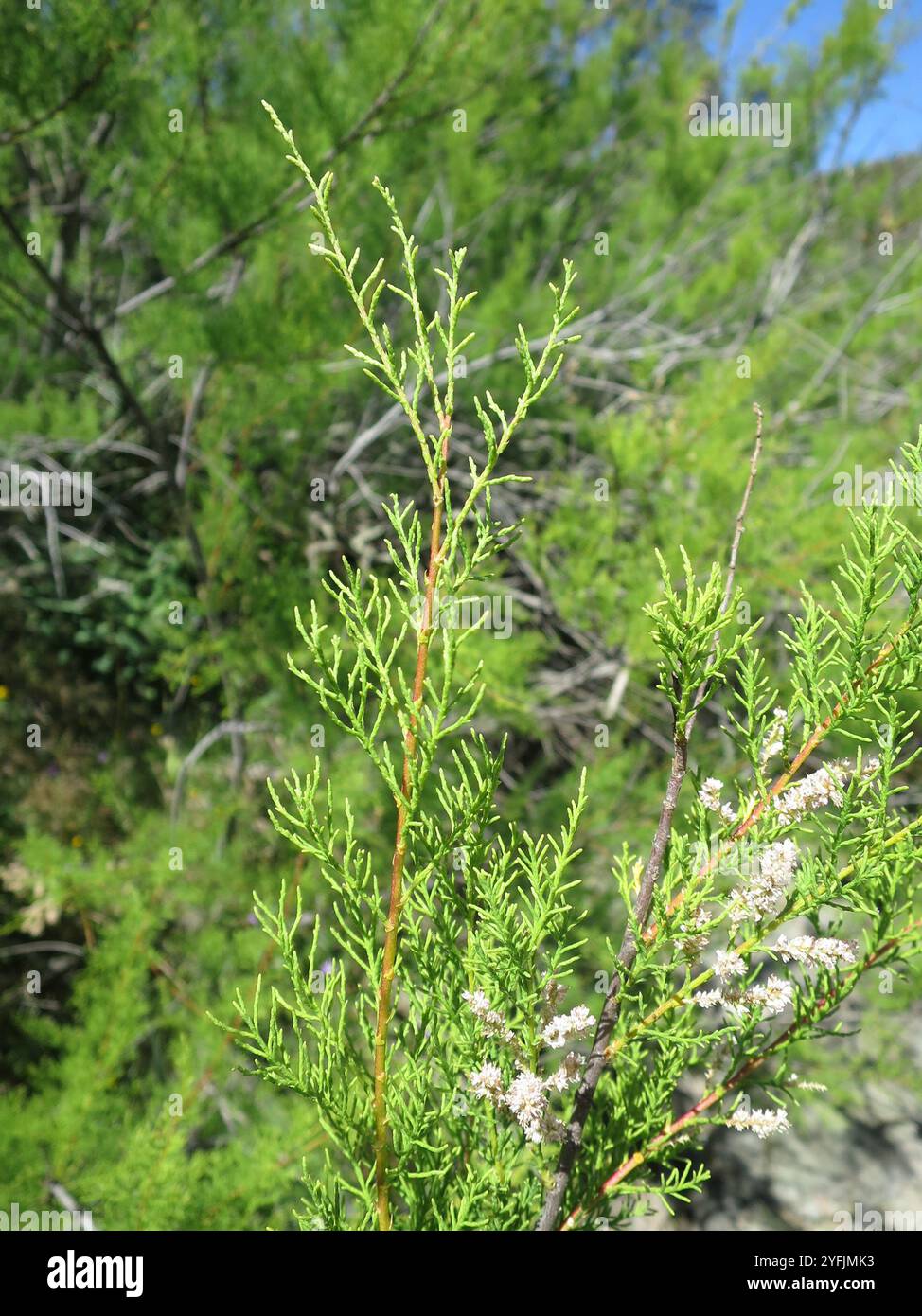 Tamarix africana hi-res stock photography and images - Alamy