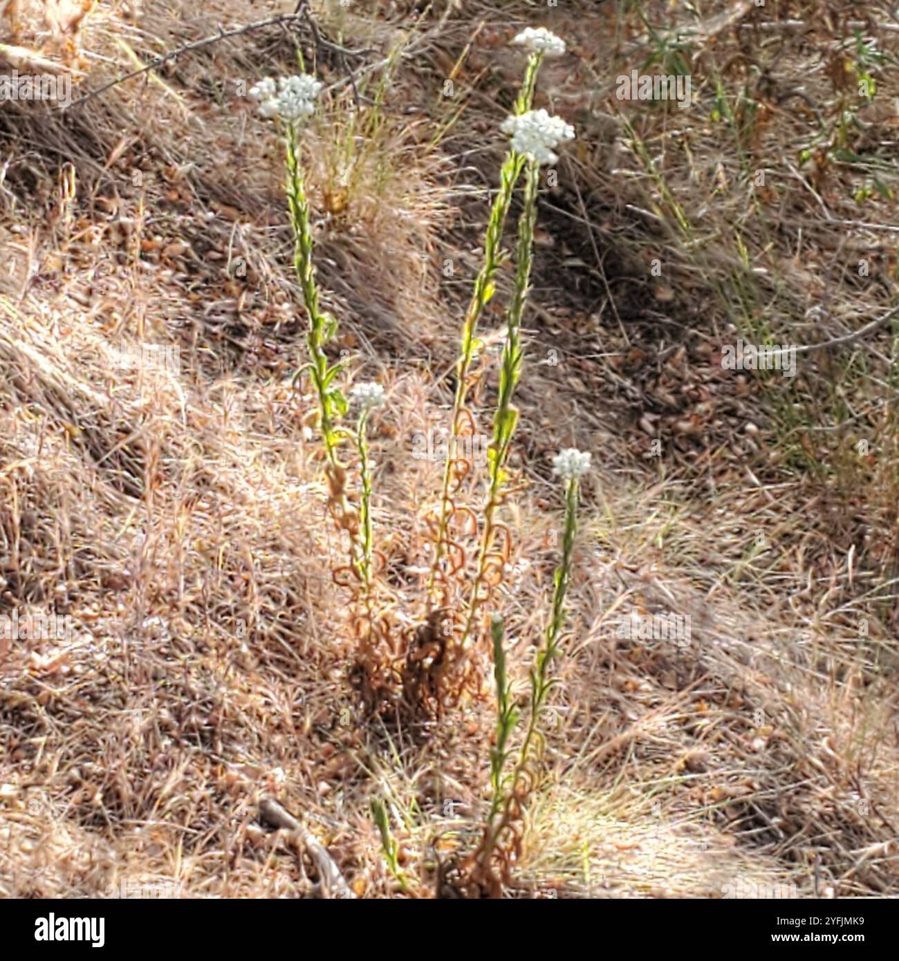 California cudweed (Pseudognaphalium californicum Stock Photo - Alamy