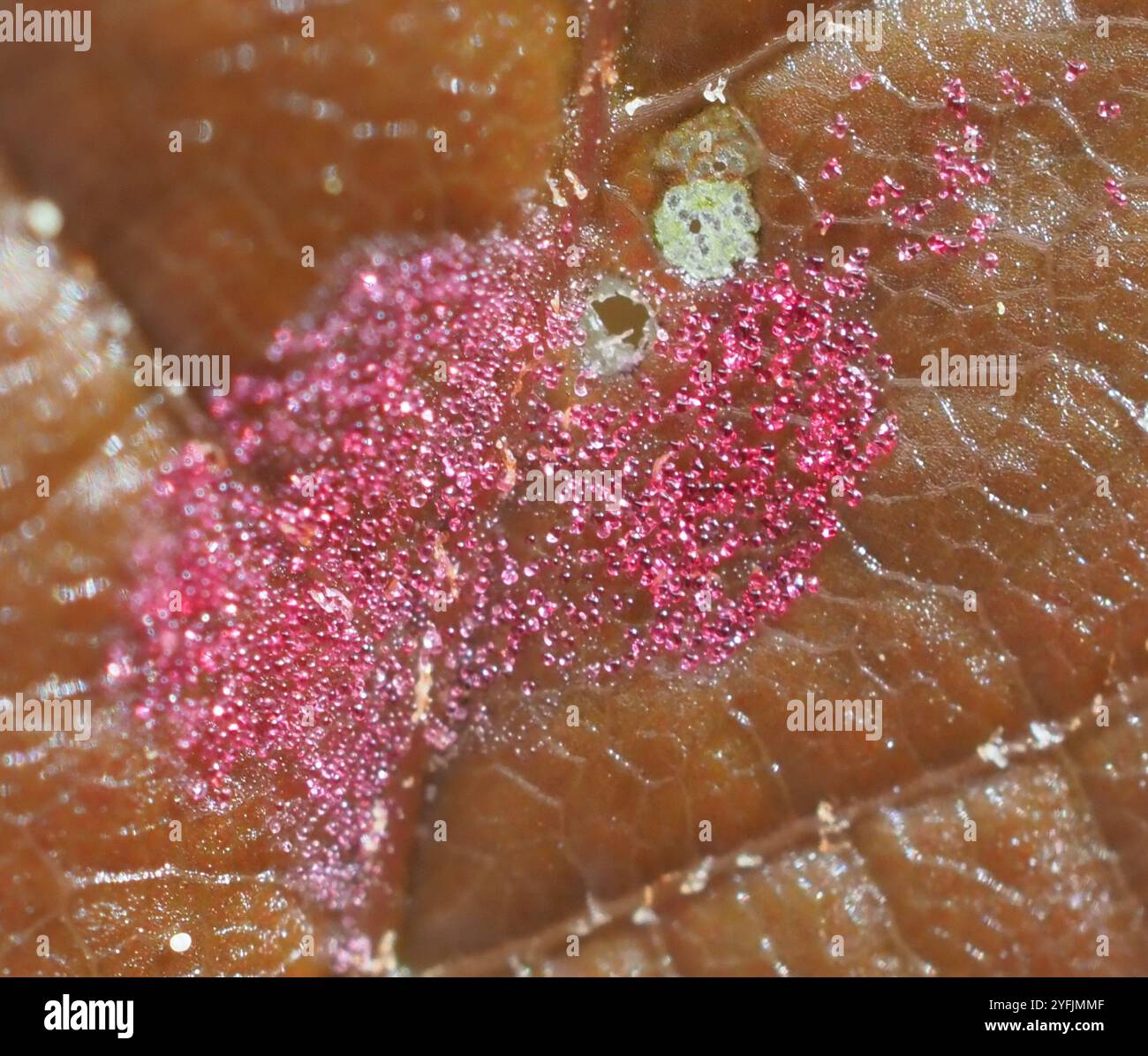 Aculus hi-res stock photography and images - Alamy