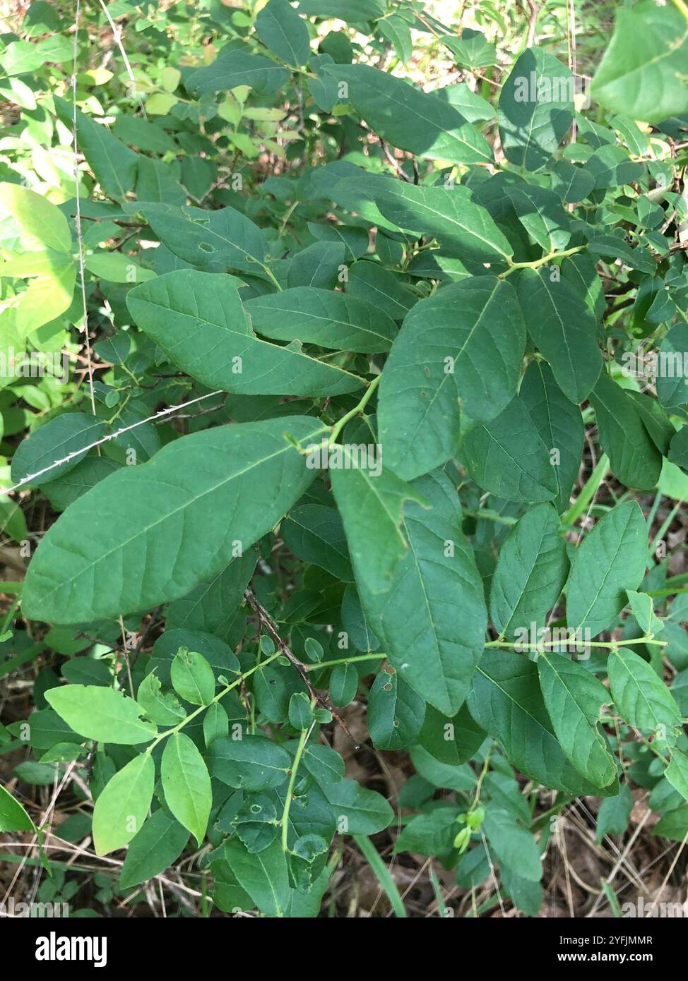 Deerberry hi-res stock photography and images - Alamy