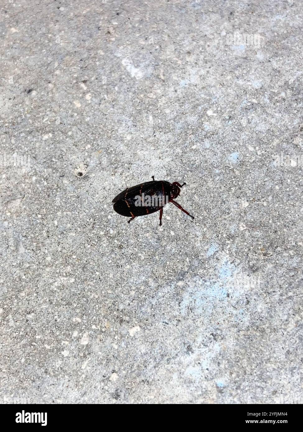 Two-lined Spittlebug (Prosapia bicincta Stock Photo - Alamy