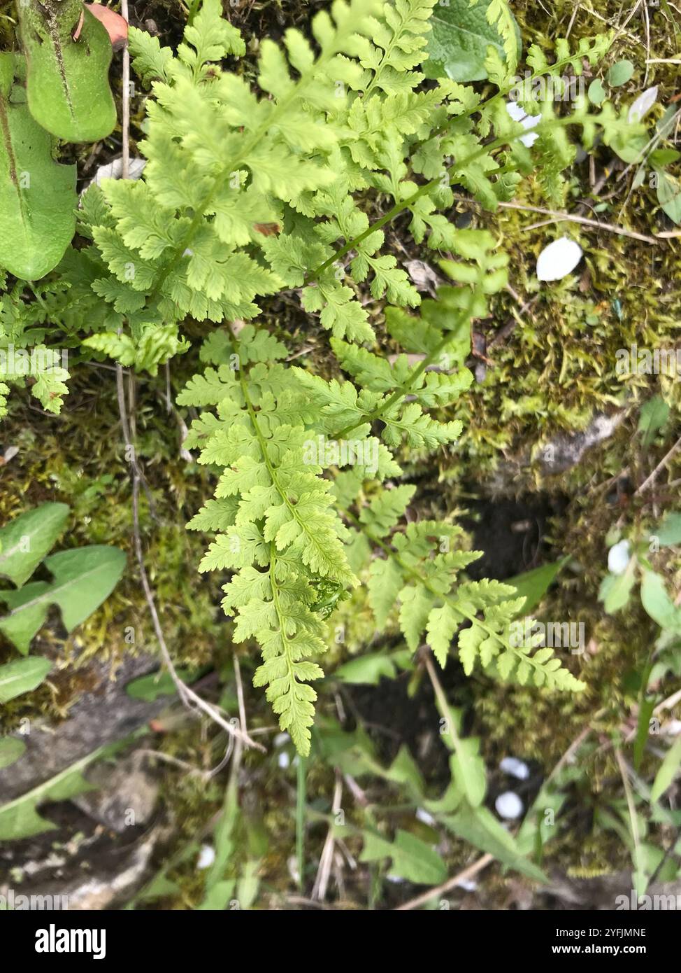 fragile ferns (Cystopteris Stock Photo - Alamy