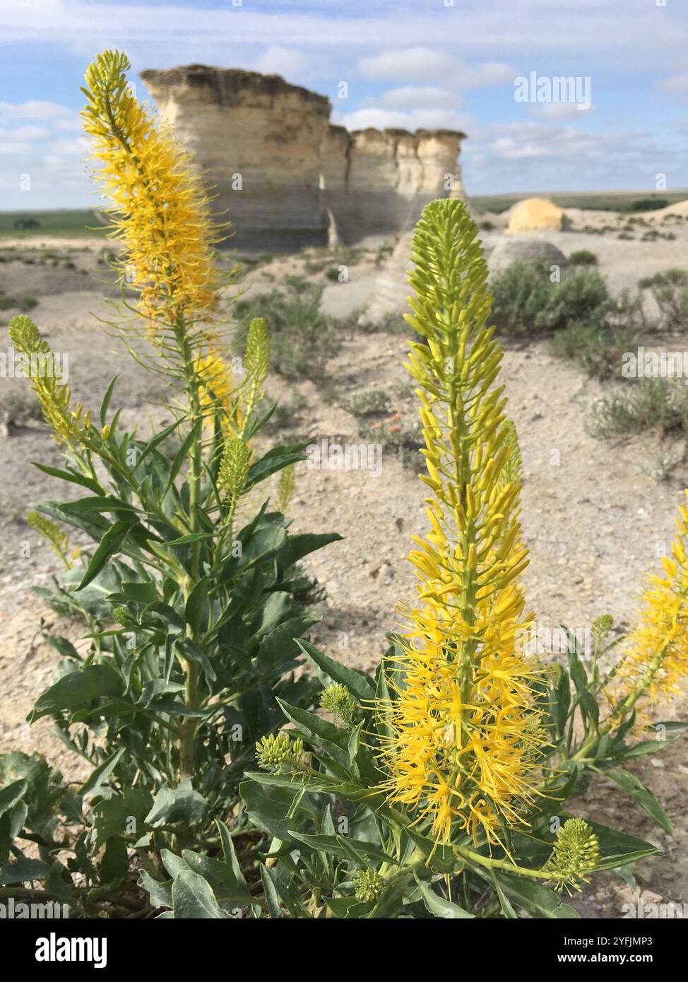 Desert Prince's Plume (Stanleya pinnata Stock Photo - Alamy
