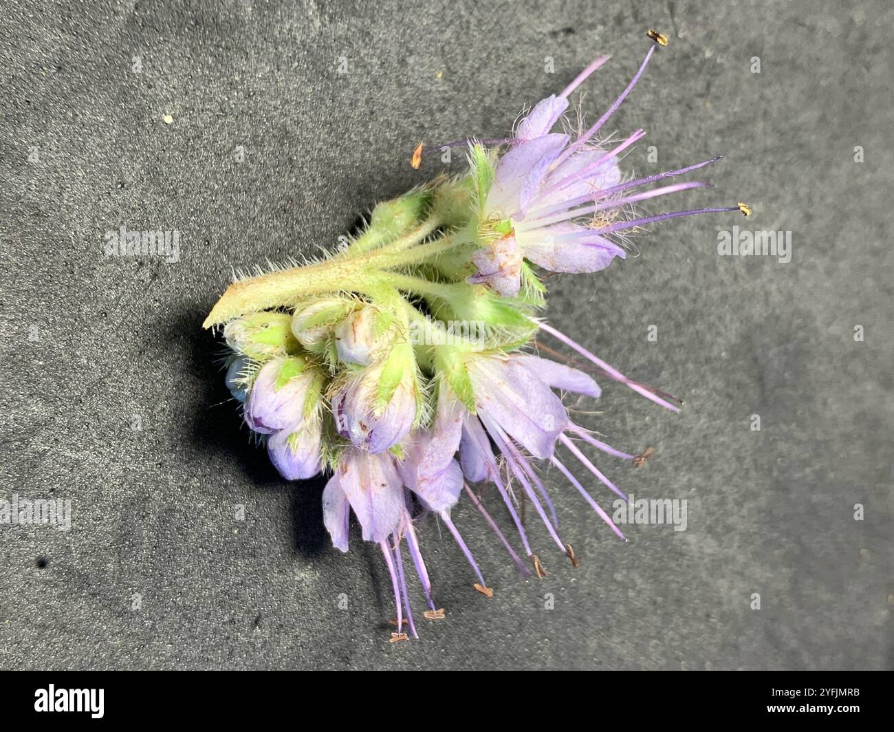 western waterleaf (Hydrophyllum occidentale Stock Photo - Alamy