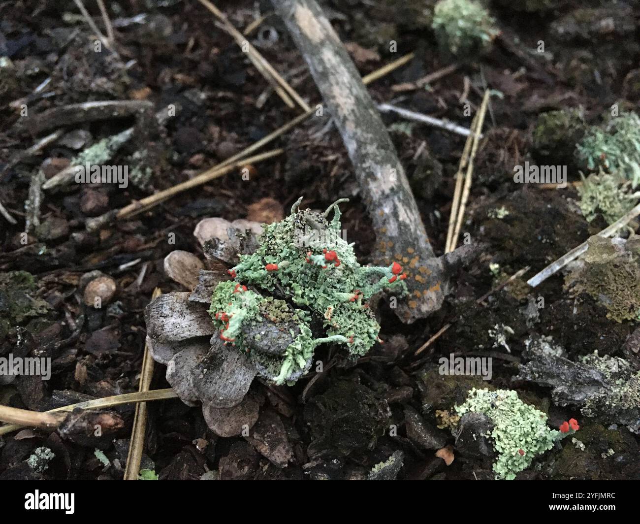 British soldier lichen (Cladonia cristatella Stock Photo - Alamy