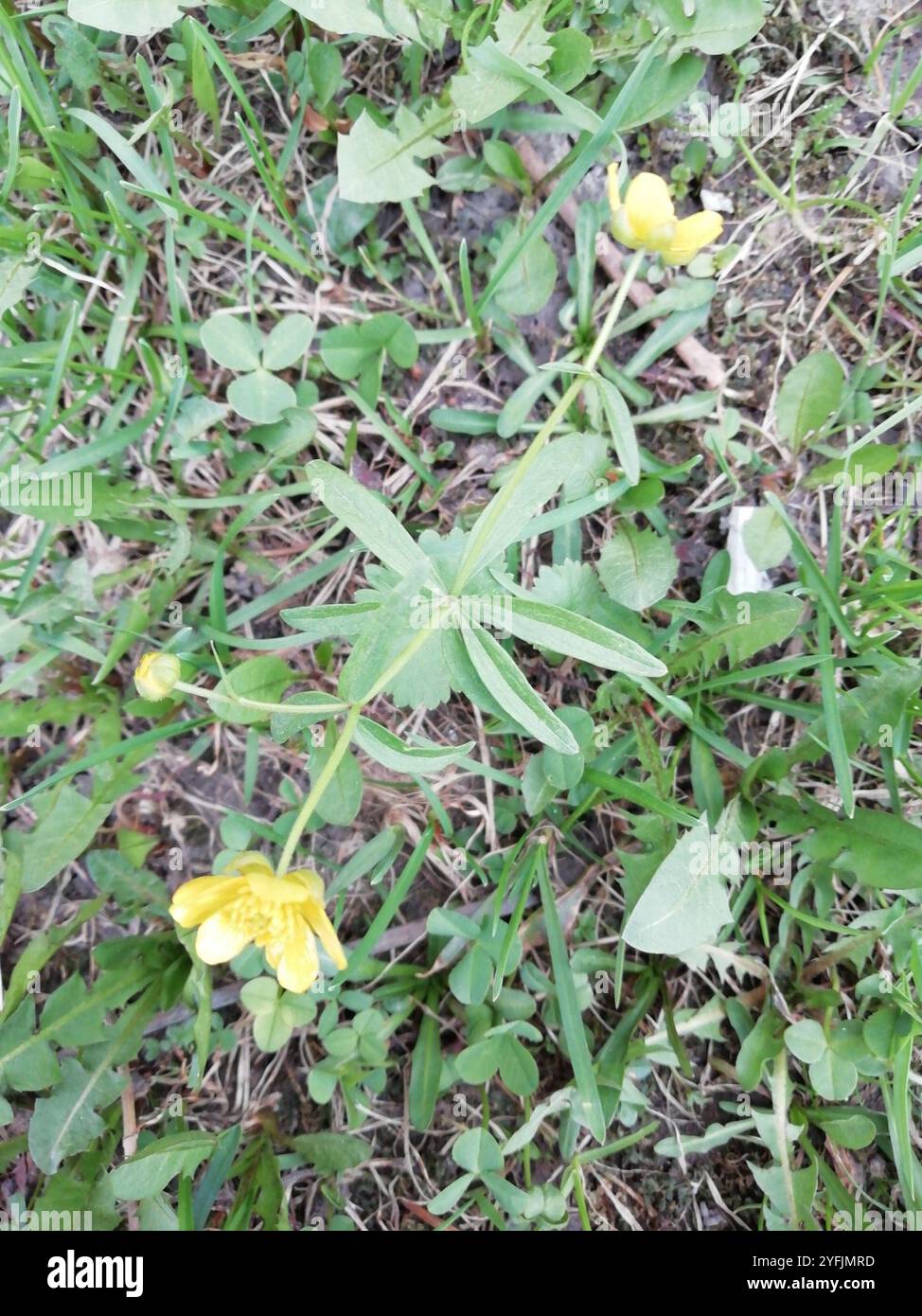 One-leaf buttercup (Ranunculus monophyllus Stock Photo - Alamy